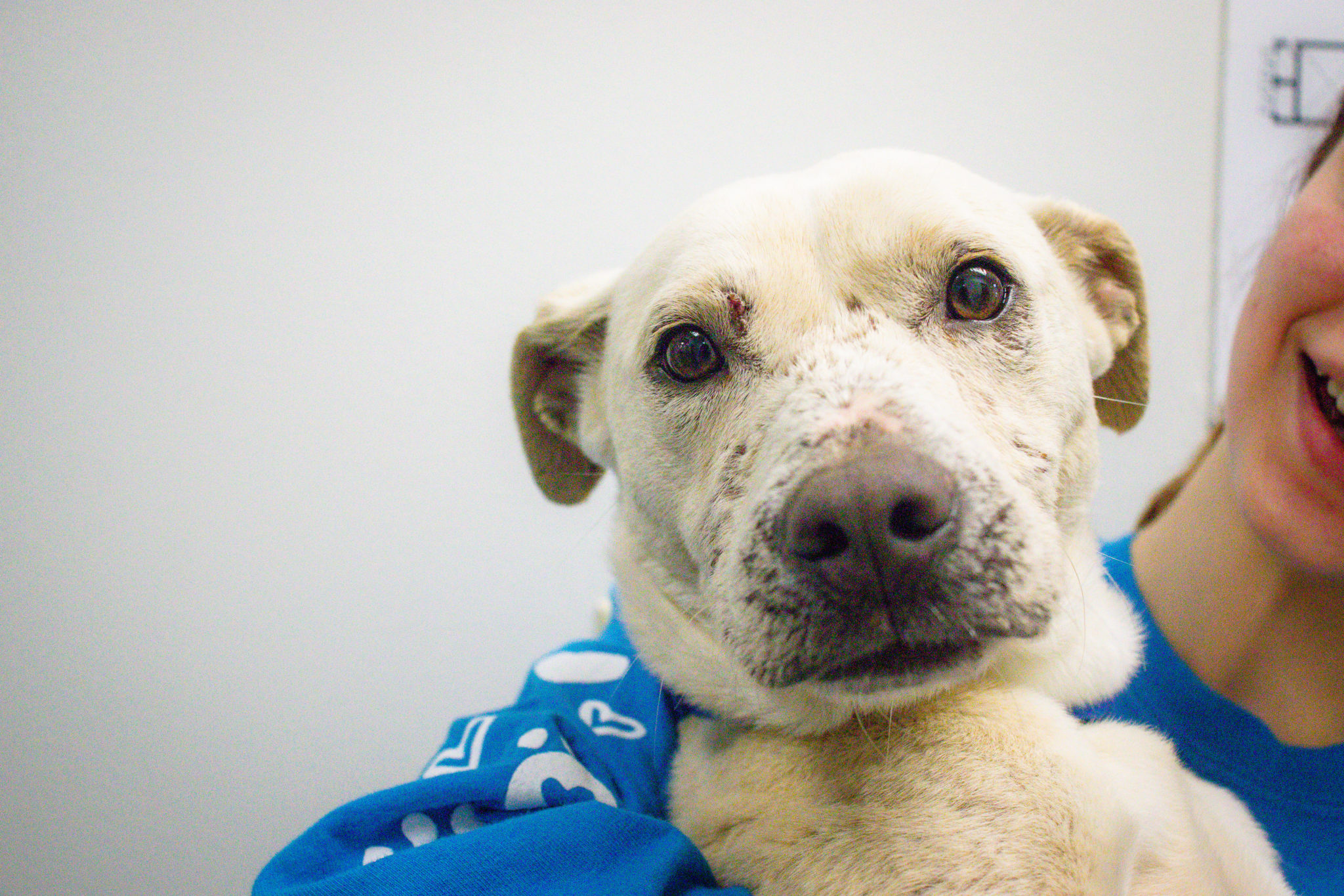 National Dog Fighting Awareness Day - Louisiana SPCA