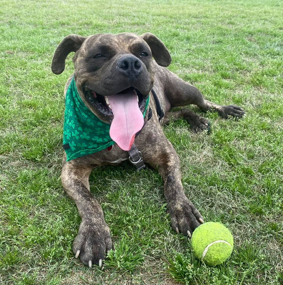 Home - Louisiana SPCA