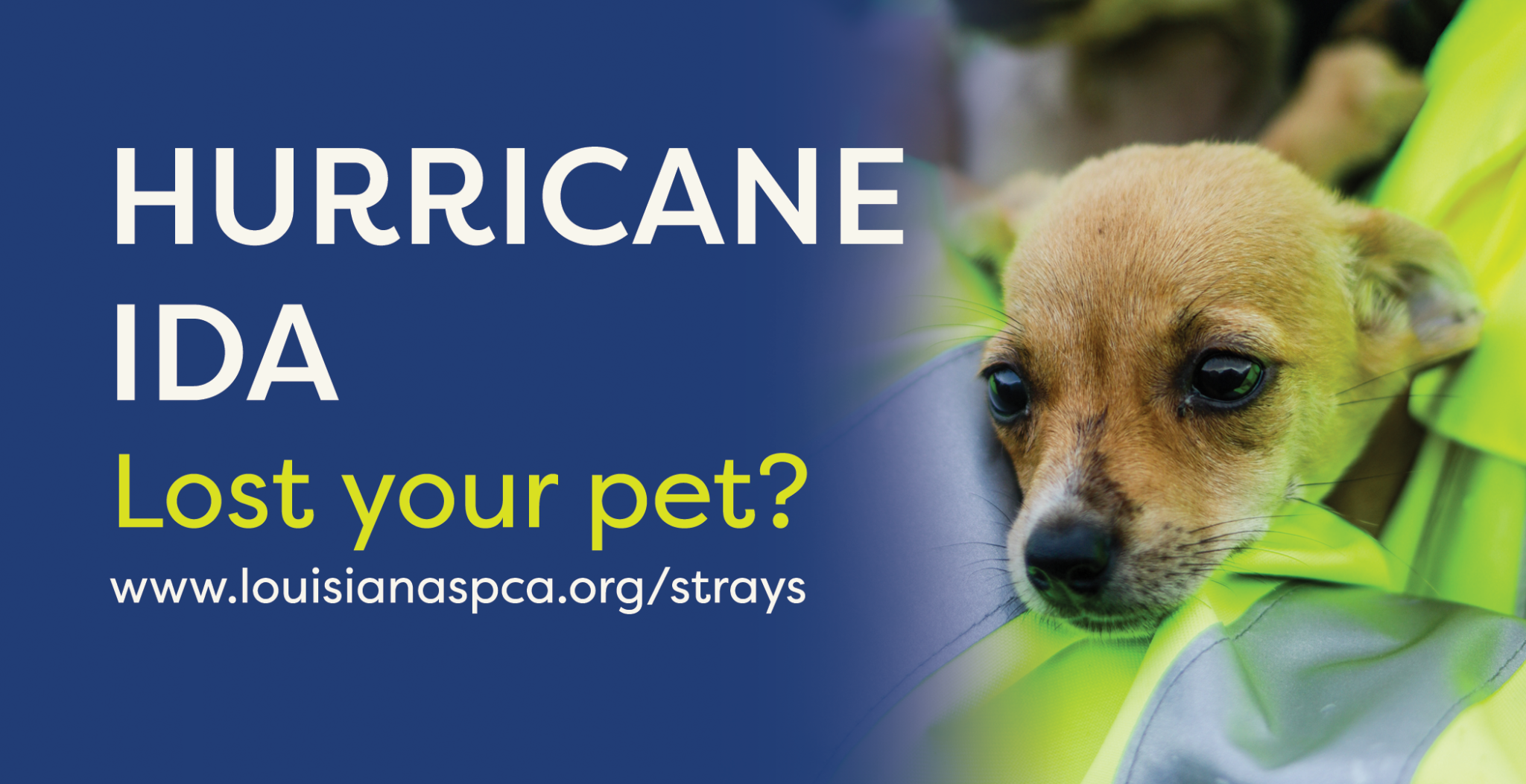 Louisiana SPCA Hopes to Reunite Lost Pets with Families after Hurricane ...